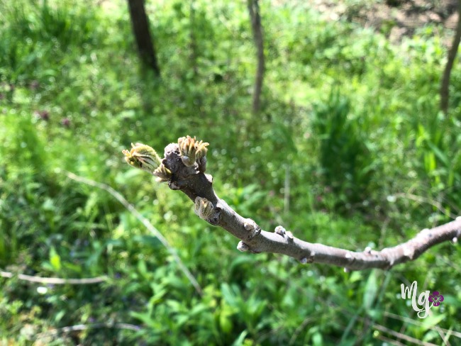 Let Me Not Forget - Mary Geisen