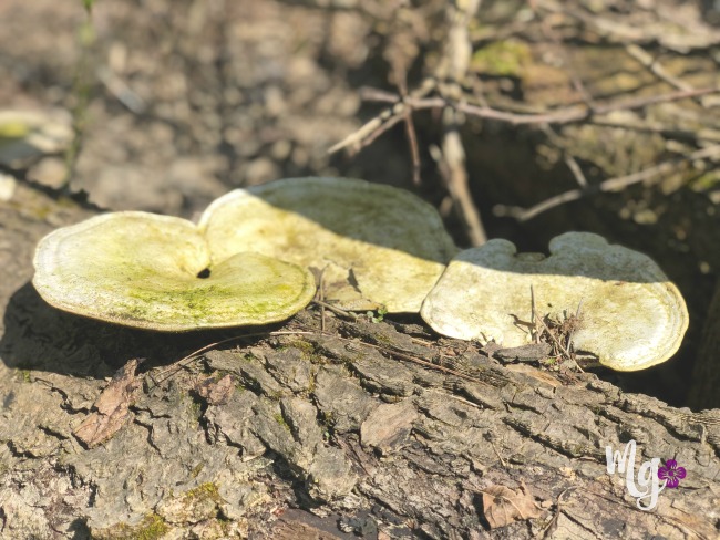 Let Me Not Forget - Mary Geisen