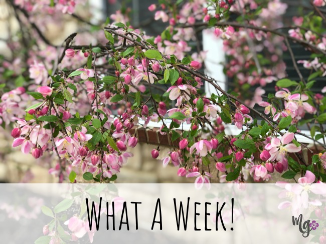What a Week! - Mary Geisen